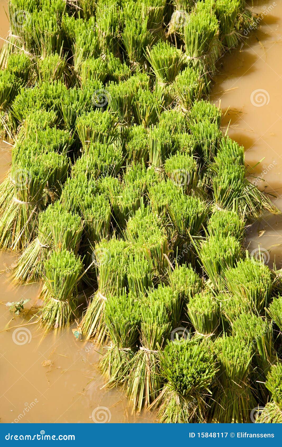 Piante di riso immagine stock. Immagine di pianta, agricoltura - 15848117