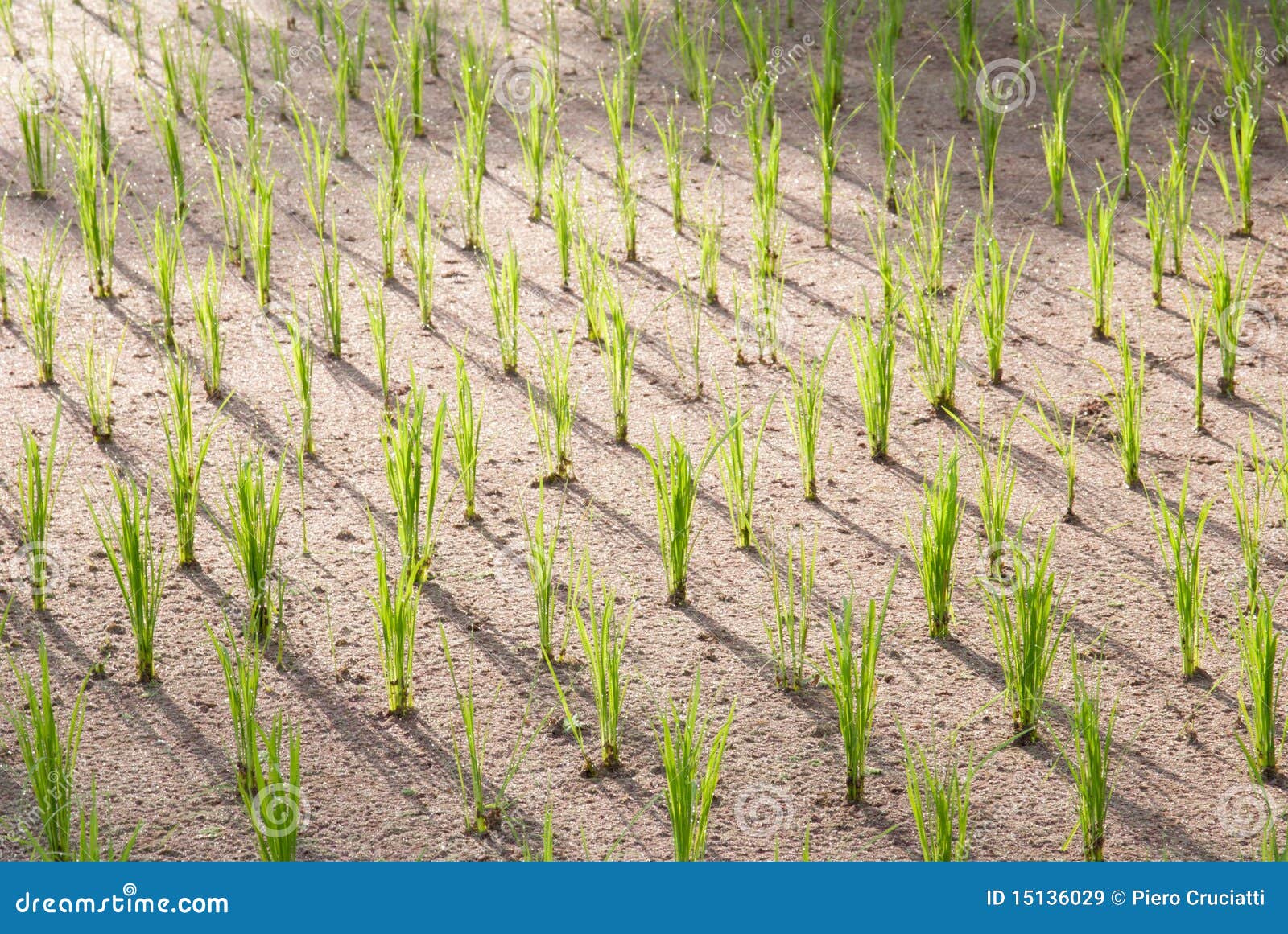 Piante Di Riso in Bali, Indonesia Immagine Stock - Immagine di ...