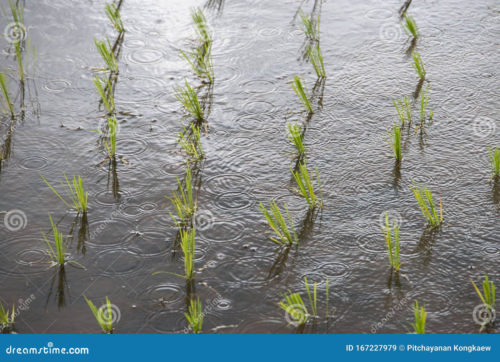 Piante Di Riso Nei Campi Di Riso Immagine Stock - Immagine di villetta ...