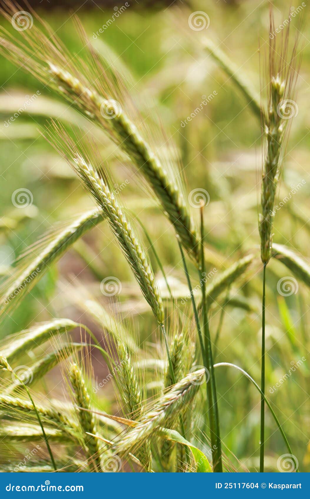 Piante Di Rye (cereale Della Segale) Fotografia Stock - Immagine di ...