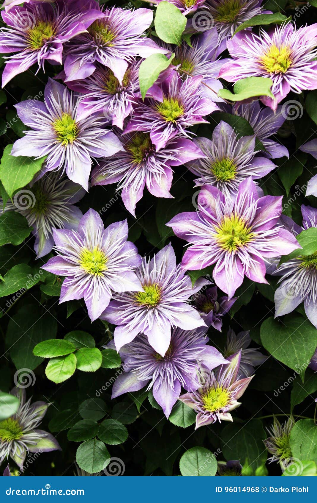 Piante Rampicanti Della Clematide Fotografia Stock - Immagine di ...