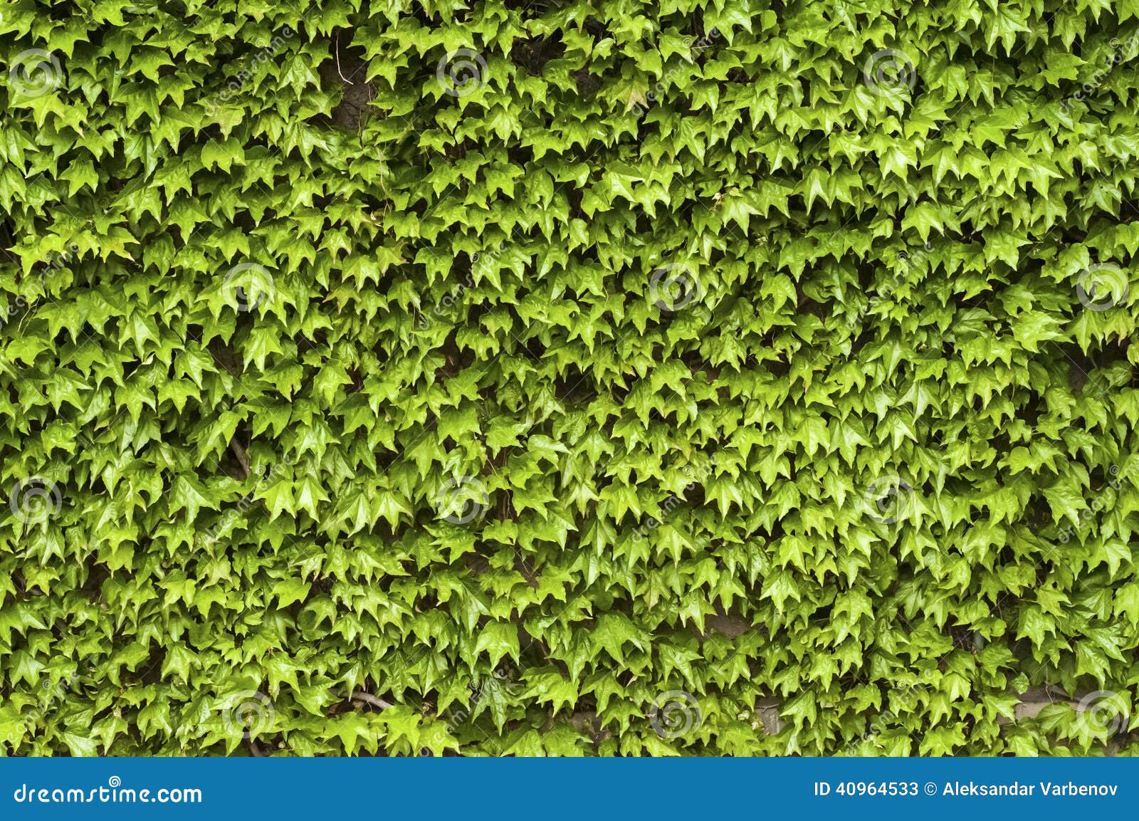 Piante Rampicanti Sulla Parete in Primavera Immagine Stock - Immagine ...