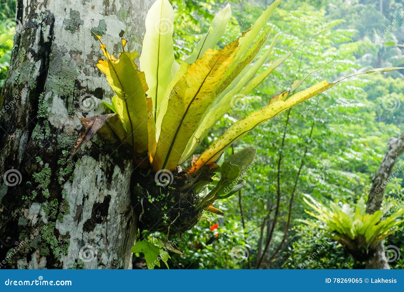 Piante Tropicali Che Crescono Alla Foresta Pluviale Immagine Stock ...