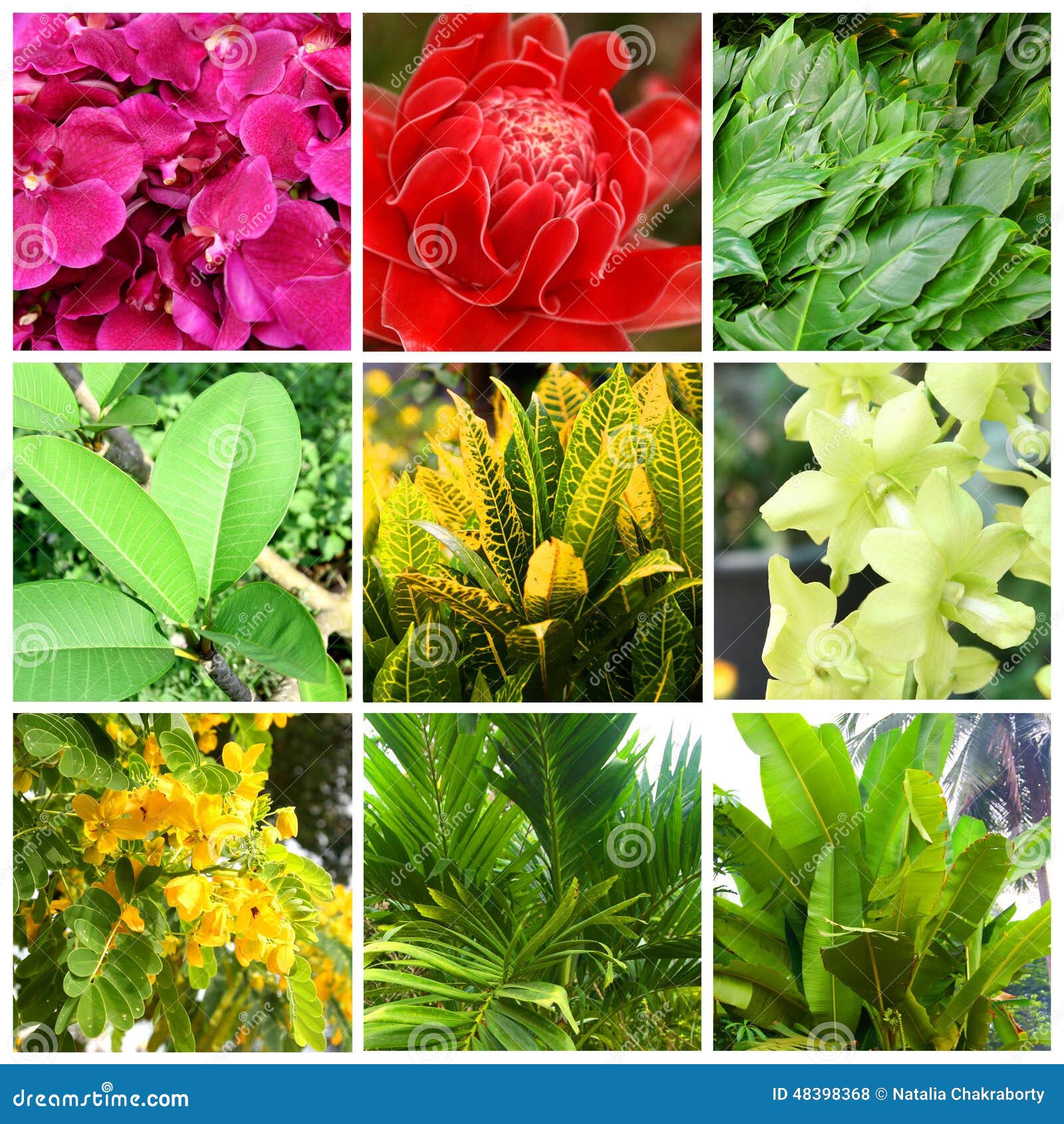 Piante tropicali e fiori fotografia stock. Immagine di burrone - 48398368