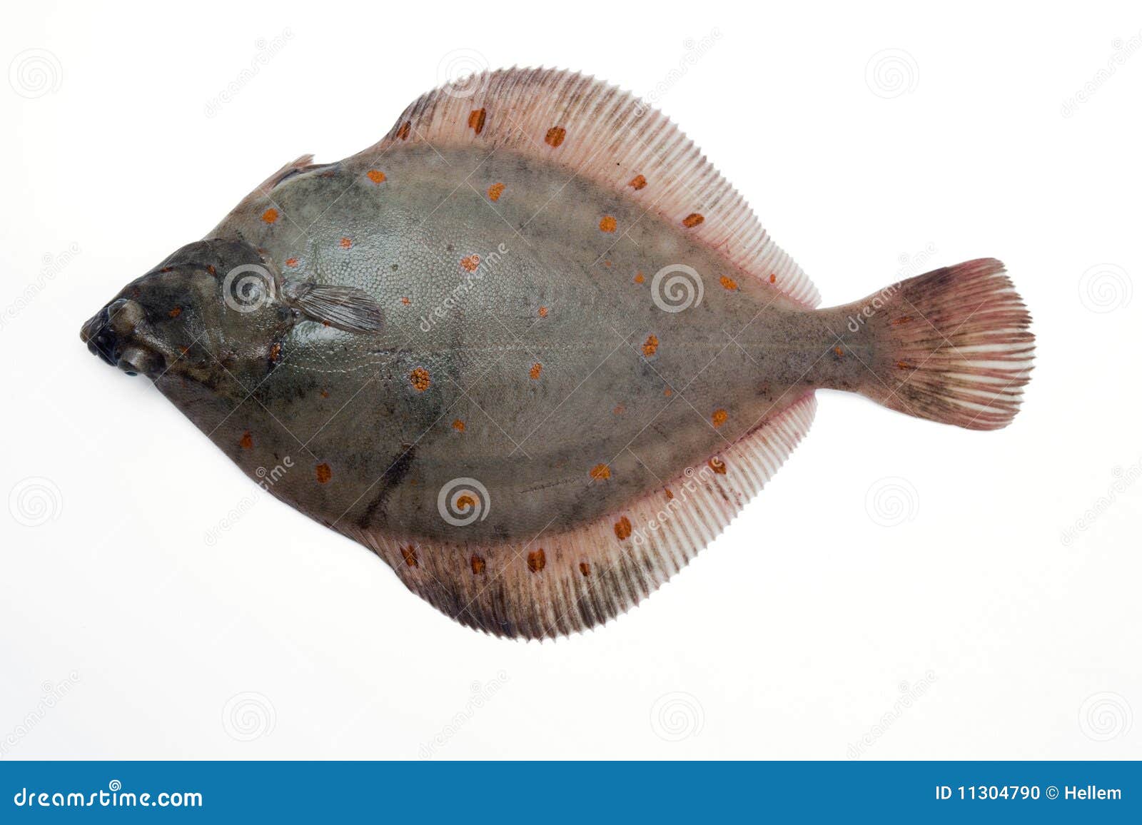 Pianuzza della passera fotografia stock. Immagine di guasto - 11304790