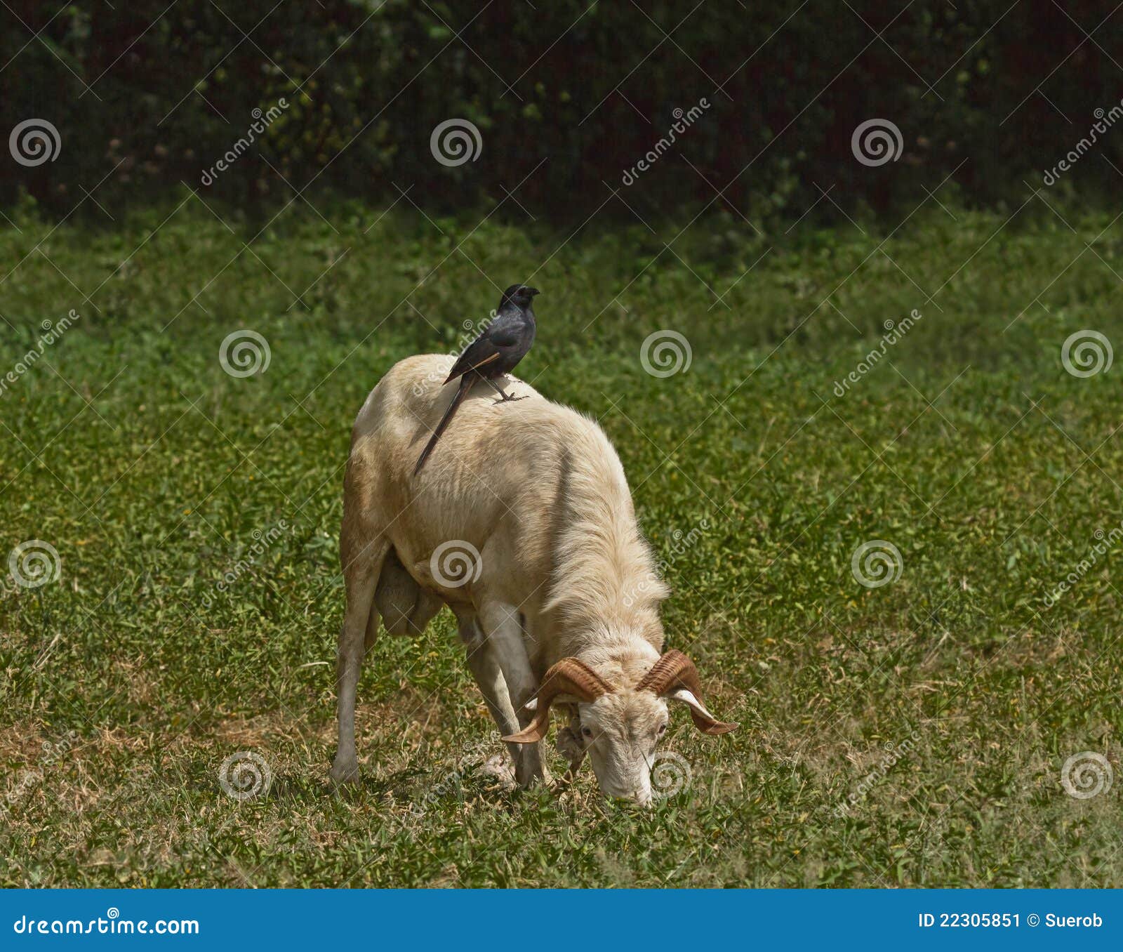 Piapiac on Ram stock image. Image of symbiosis, afer - 22305851