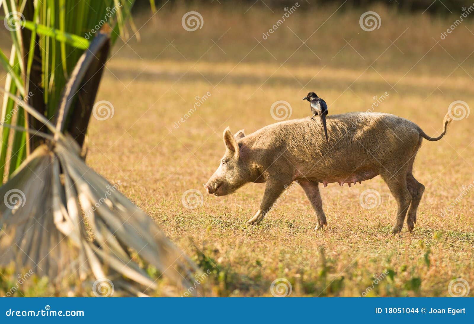 A Piapiac riding on a pig stock photo. Image of life - 18051044