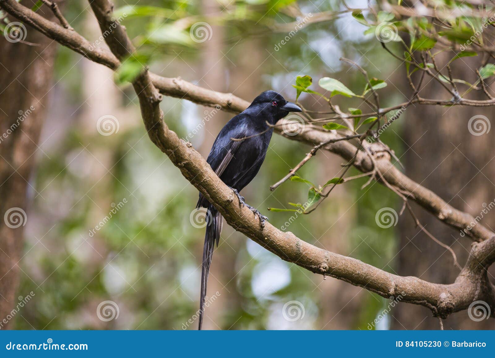 Piapiac in a tree stock photo. Image of africa, kololi - 84105230