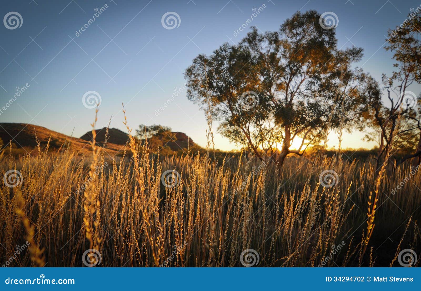 Pibara sunset stock photo. Image of trees, native, australian - 34294702