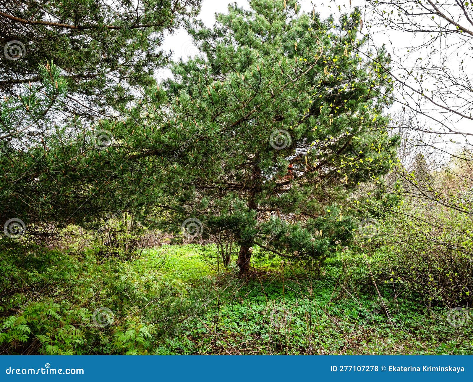 Pibe Tree at Overgrown Backyard in Village Stock Photo - Image of ...