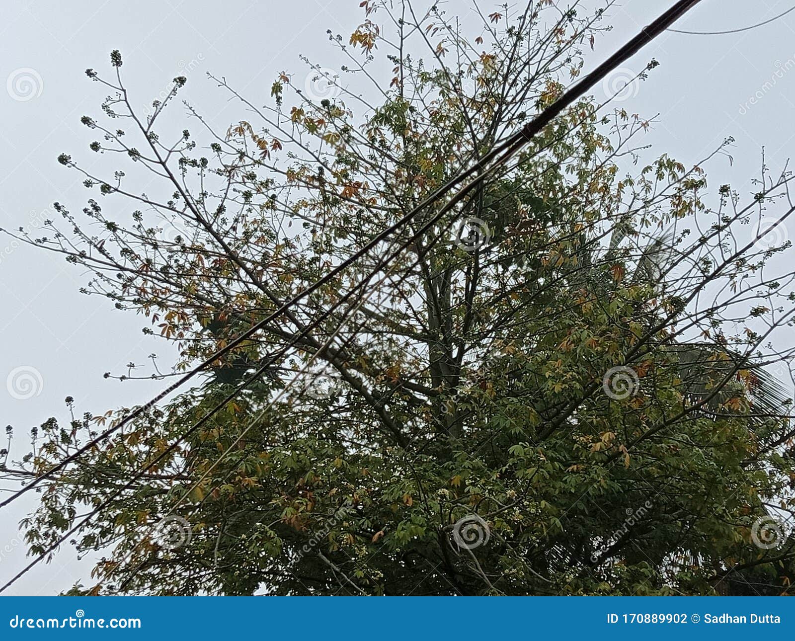 Pic of Amazing Tree Attracting Visitors Stock Photo - Image of outdoor ...