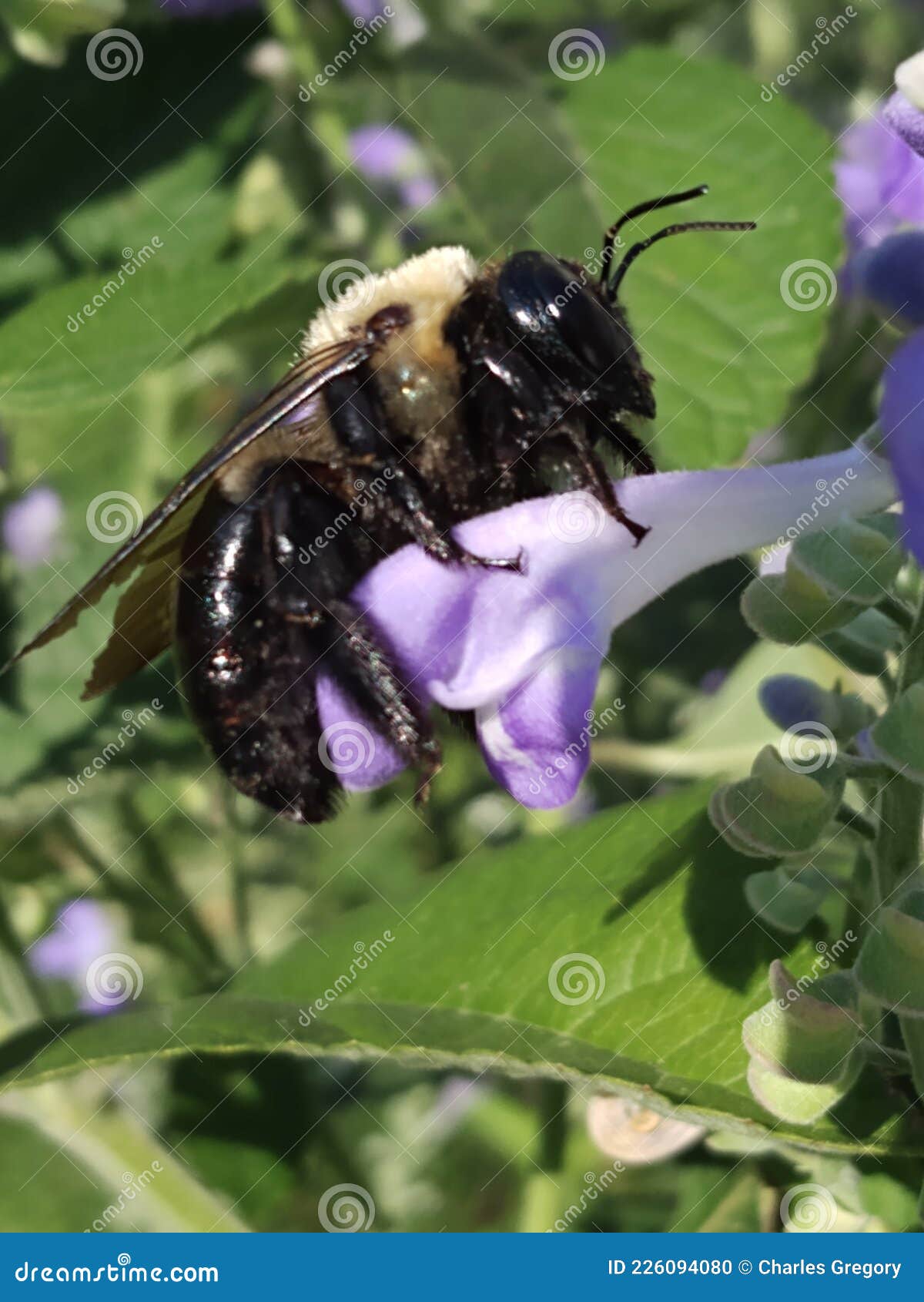 Bumblebee On Flowers Royalty-Free Stock Image | CartoonDealer.com ...