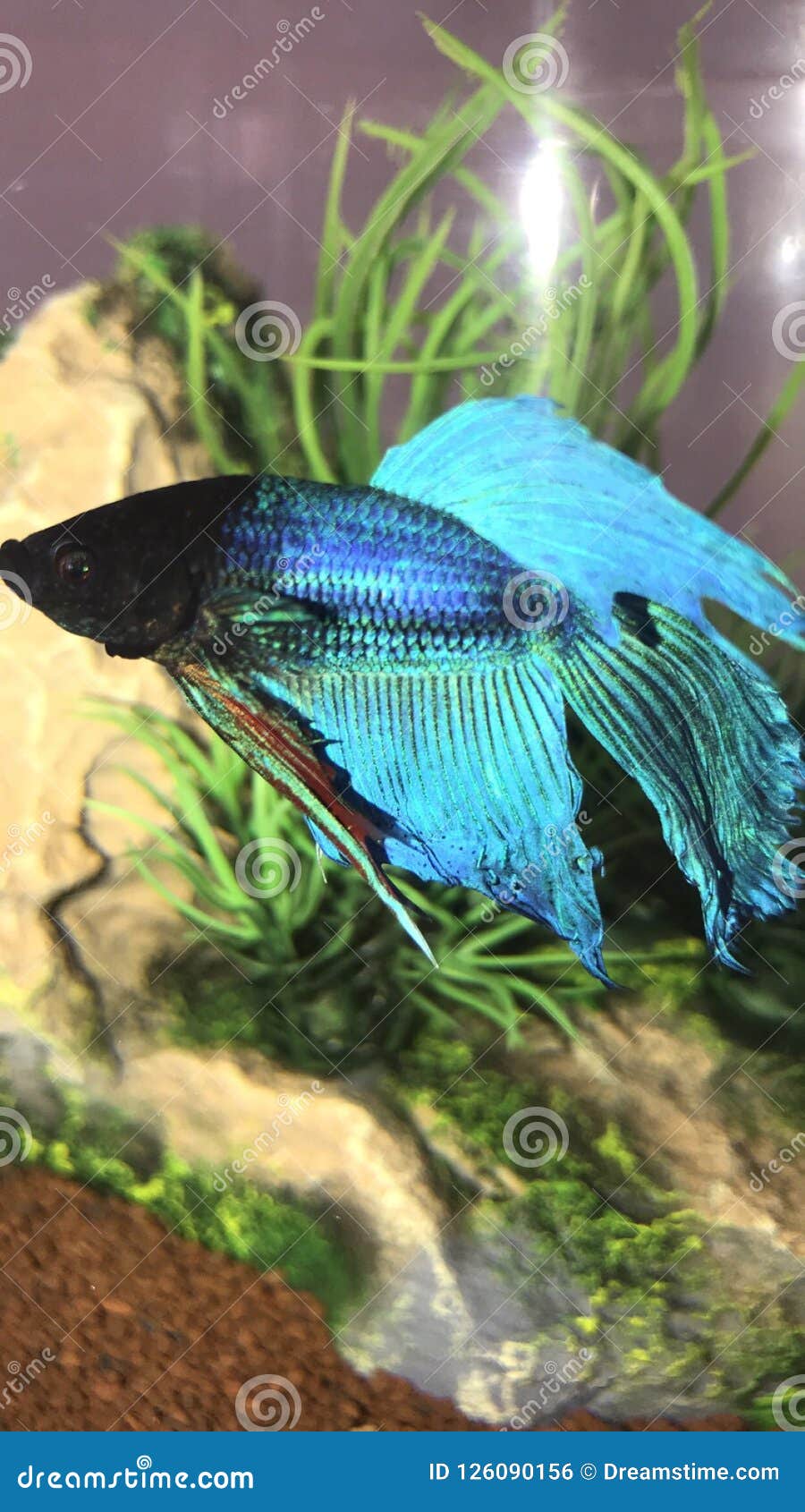 Pic of fighter stock photo. Image of blue, fish, fighter - 126090156