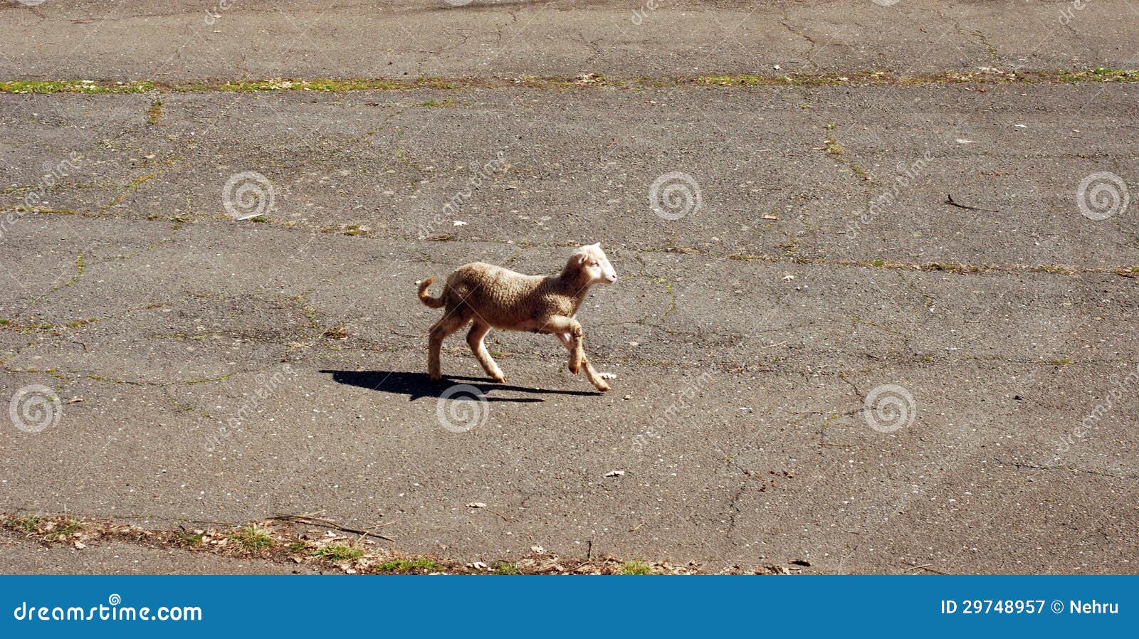 Lamb on the road stock image. Image of lamb, easter, woolly - 29748957