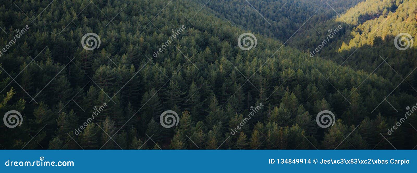 Panoramic Landscape of Pine Tree Forest Stock Photo - Image of nature ...