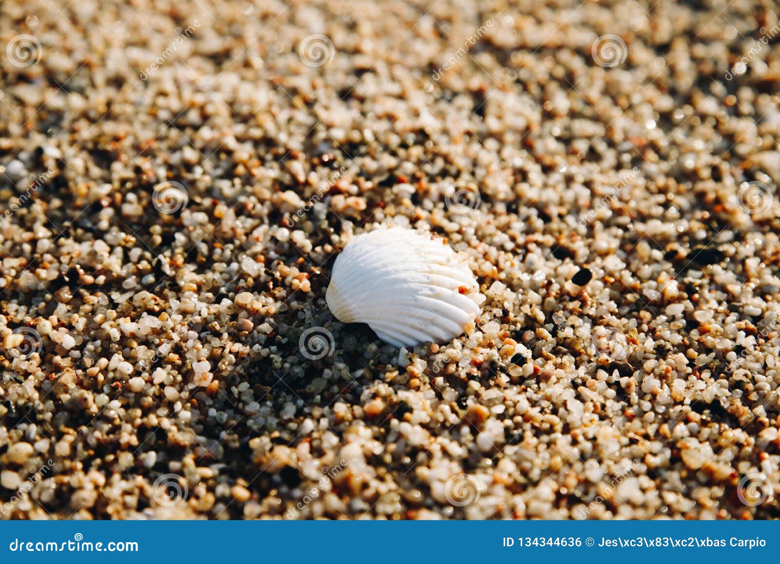 Shell in the Sand Beach Background Stock Photo - Image of shore ...