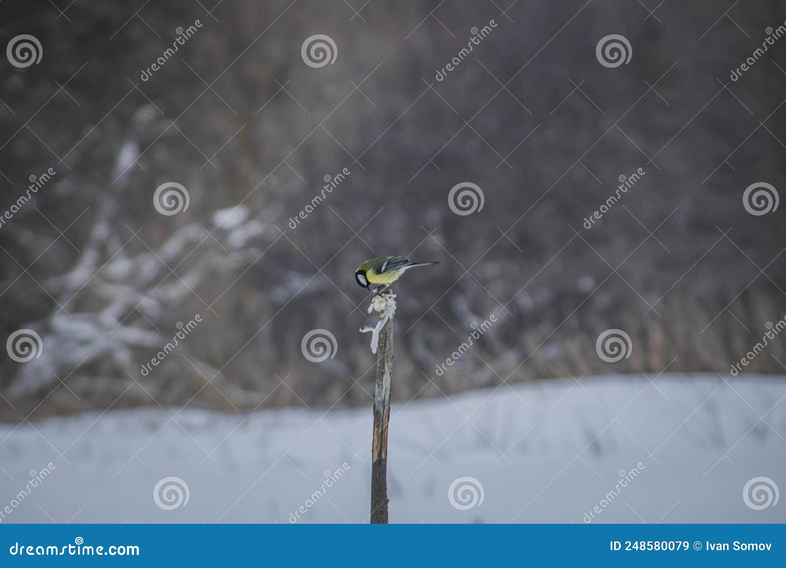 Pica De Ave Pica Grasa Suspendida Imagen de archivo - Imagen de ...