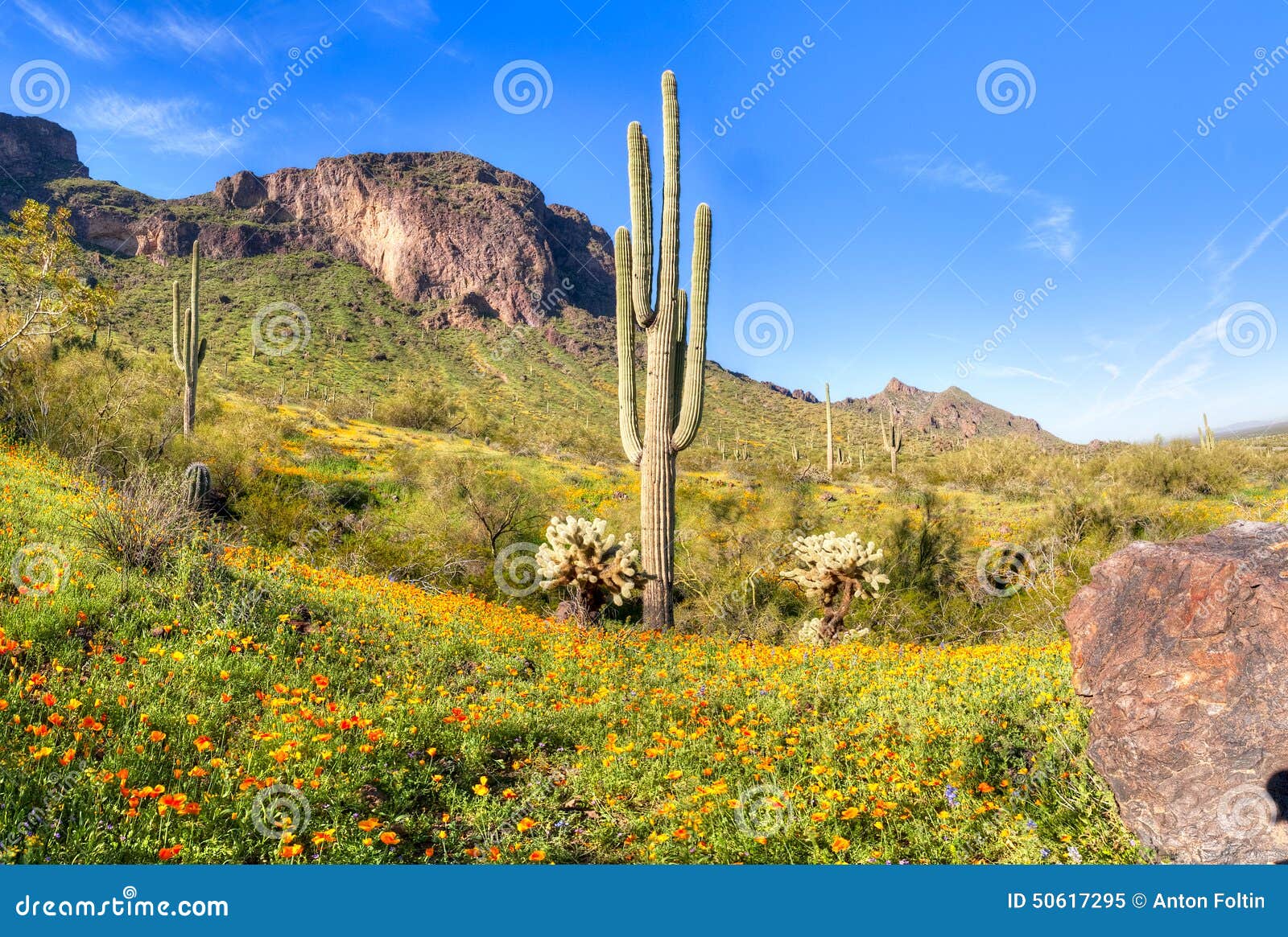 Picacho Peak State Park stock image. Image of gold, sonoran - 50617295