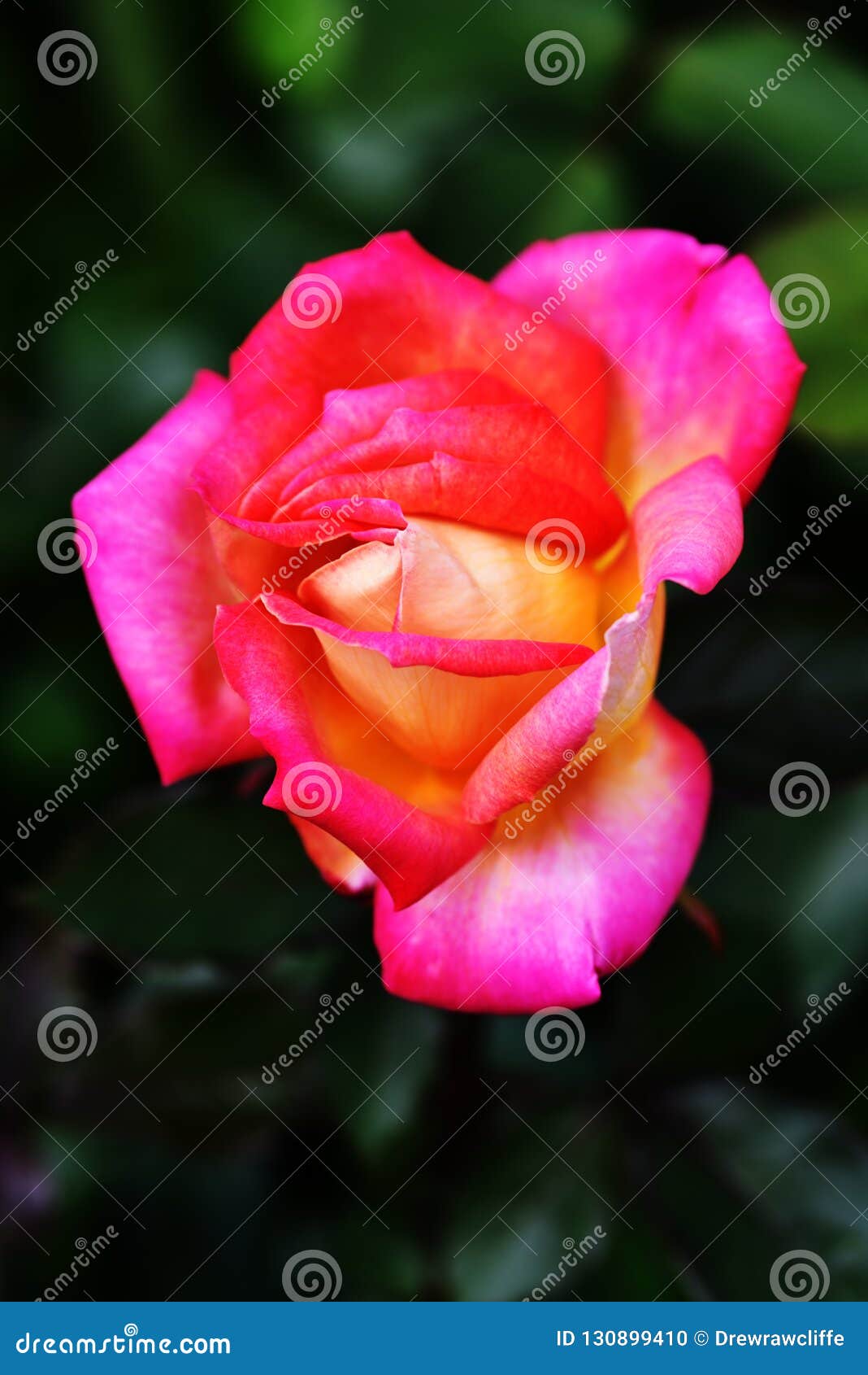 Picadilly rose rose stock photo. Image of joey, rose - 130899410