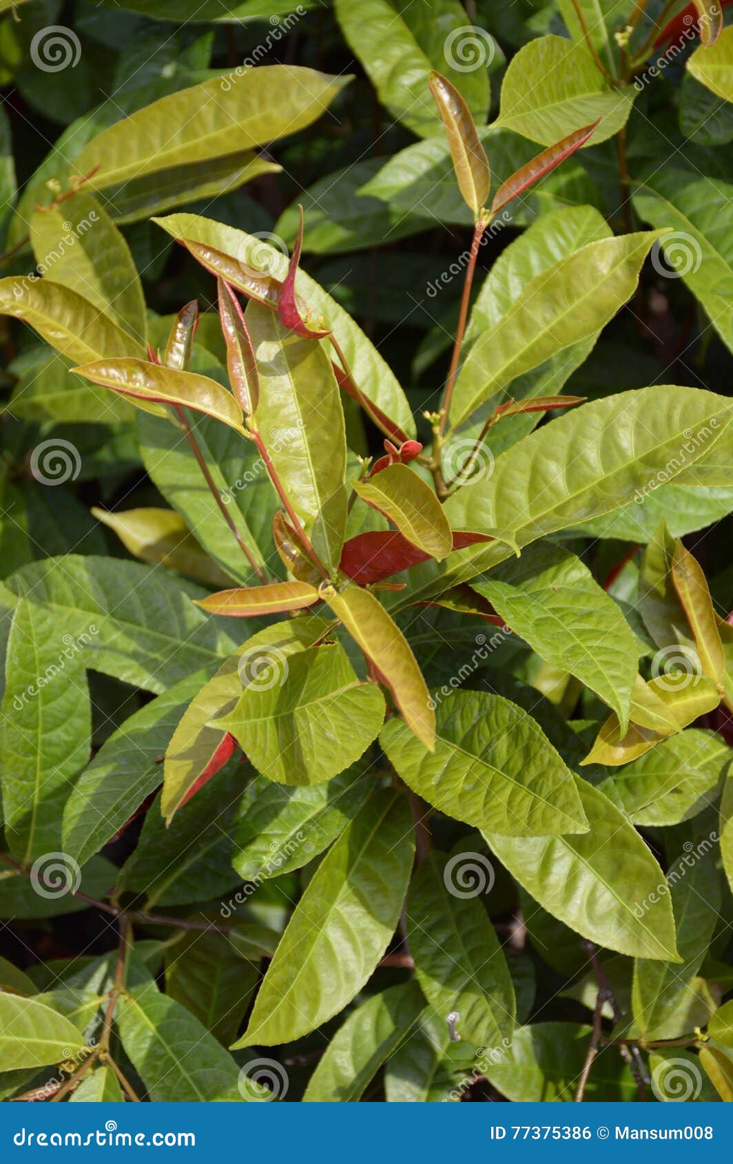 Picara tree stock photo. Image of foliage, picara, herb - 77375386