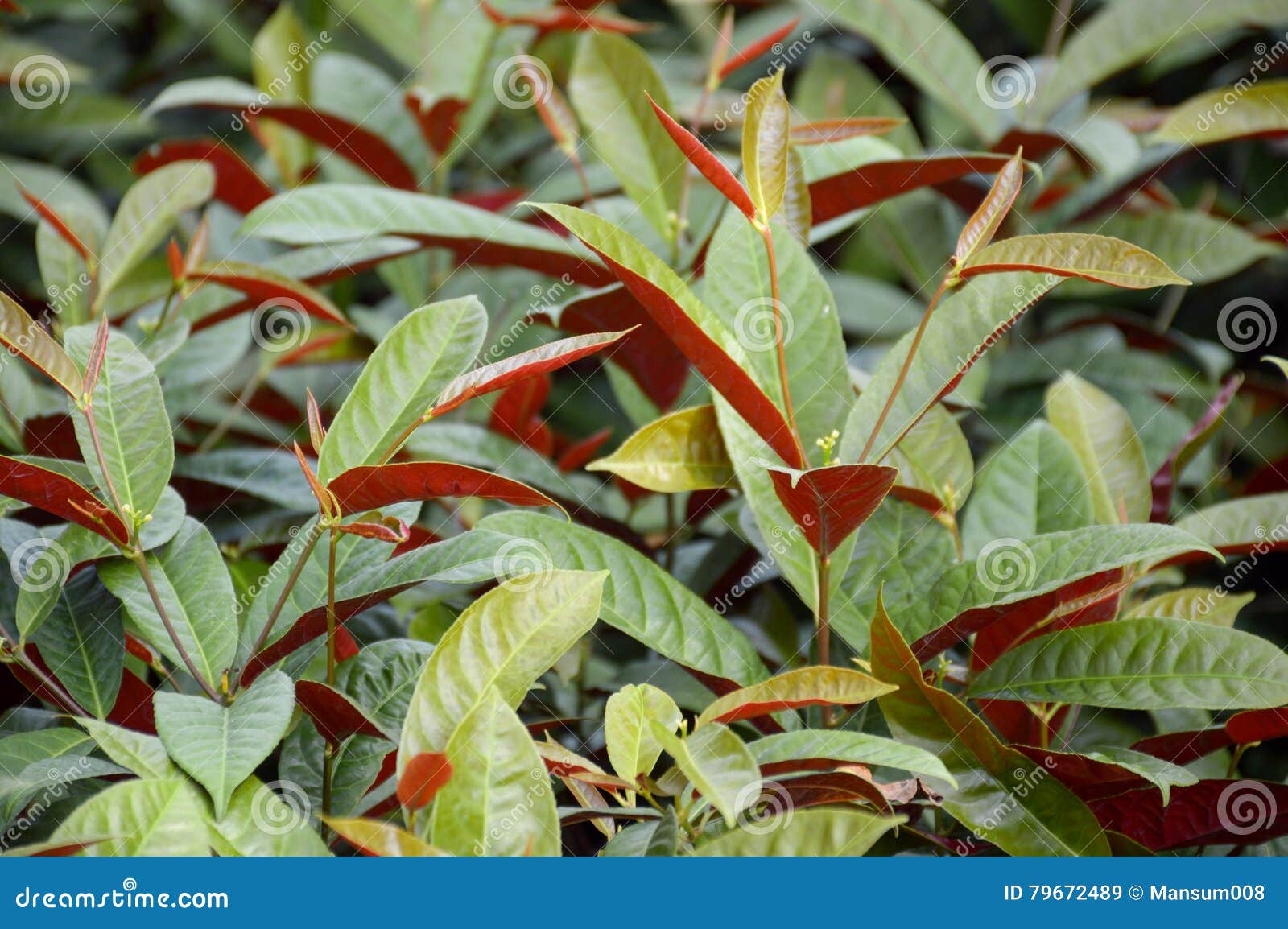 Picara tree stock image. Image of nature, leaves, leaf - 79672489