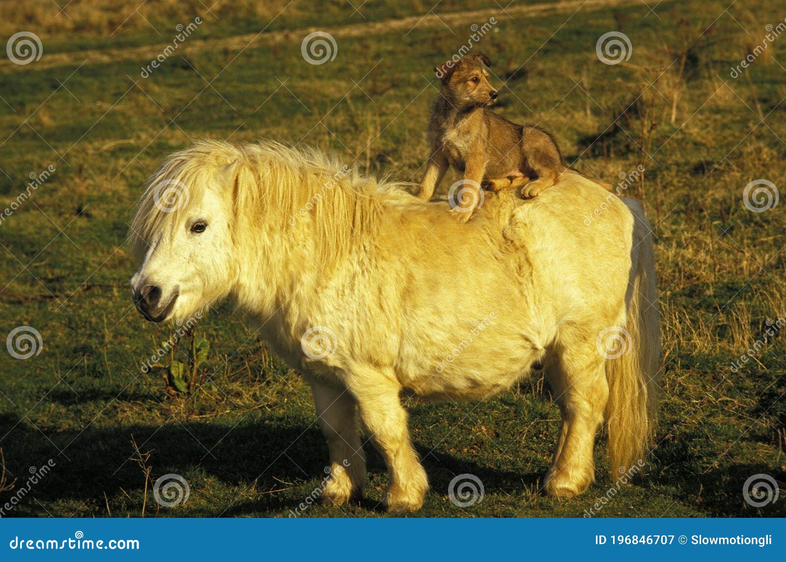 Picardy Shepherd Pup Sitting on Shetland Pony Stock Image - Image of ...