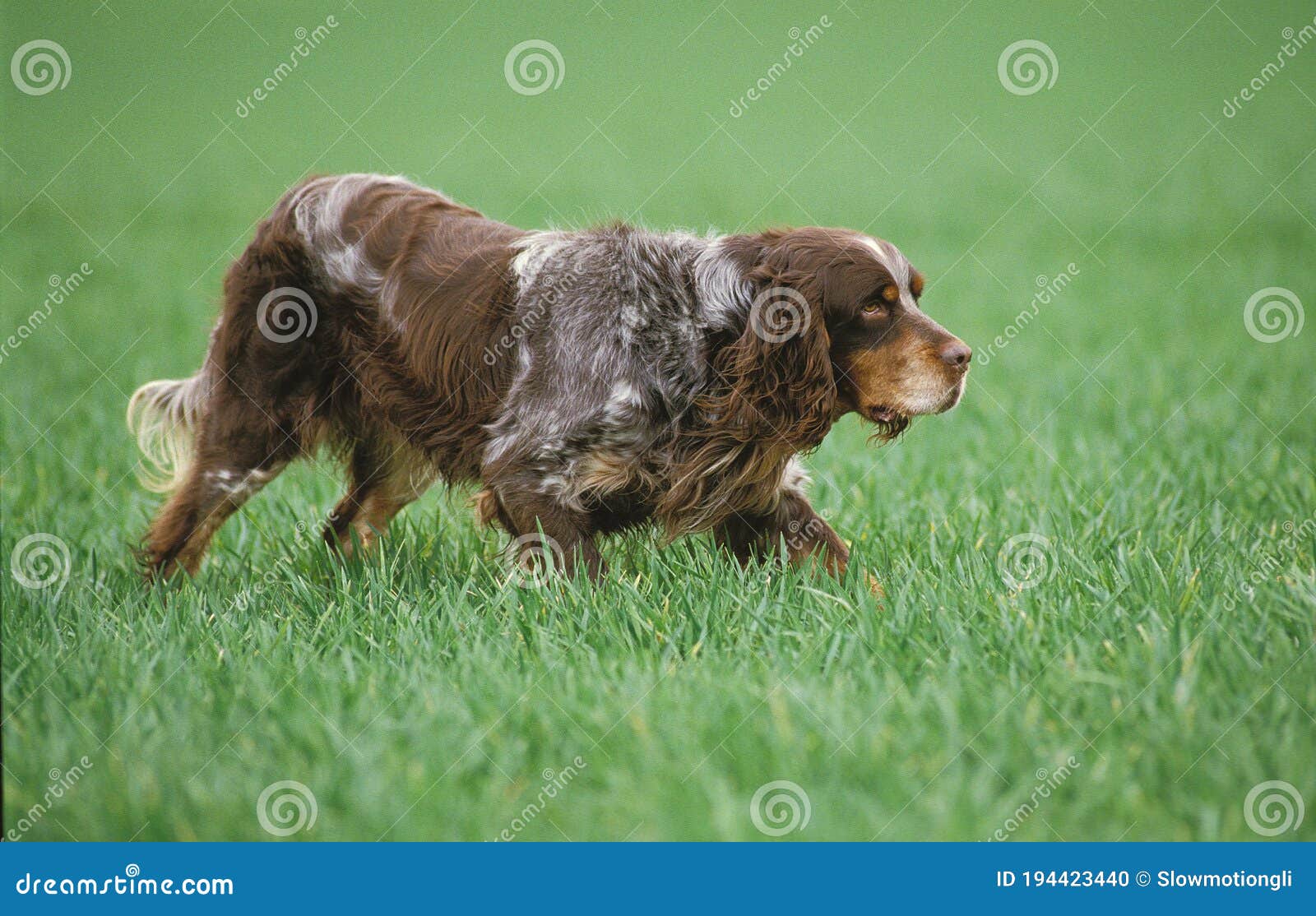 PICARDY SPANIEL DOG, ADULT POINTING Stock Photo - Image of profile ...