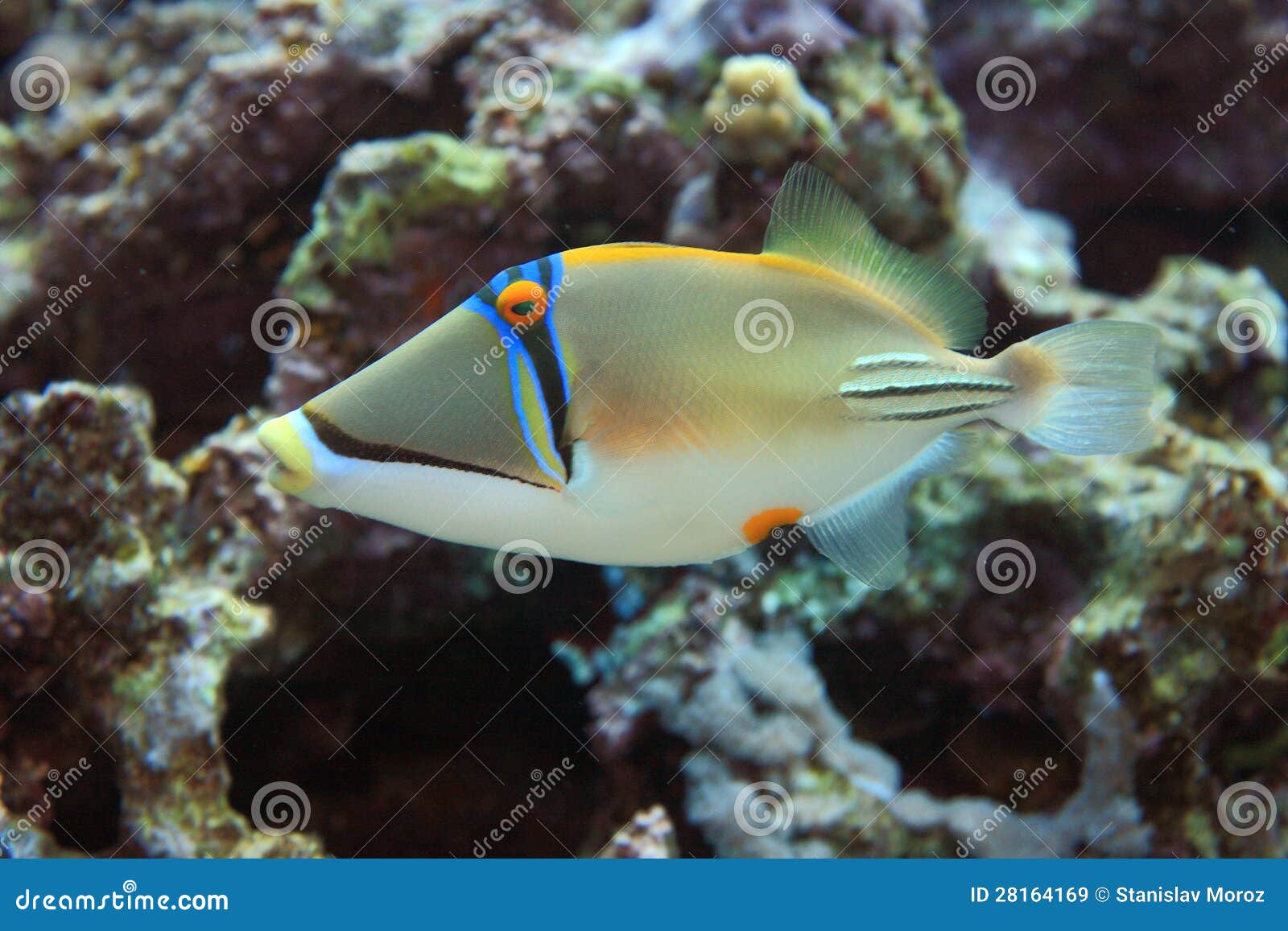 Picasso fish stock image. Image of picasso, underwater - 28164169