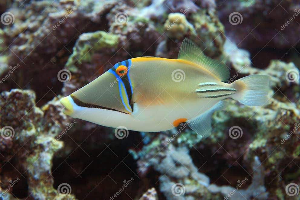 Picasso fish stock image. Image of picasso, underwater - 28164169