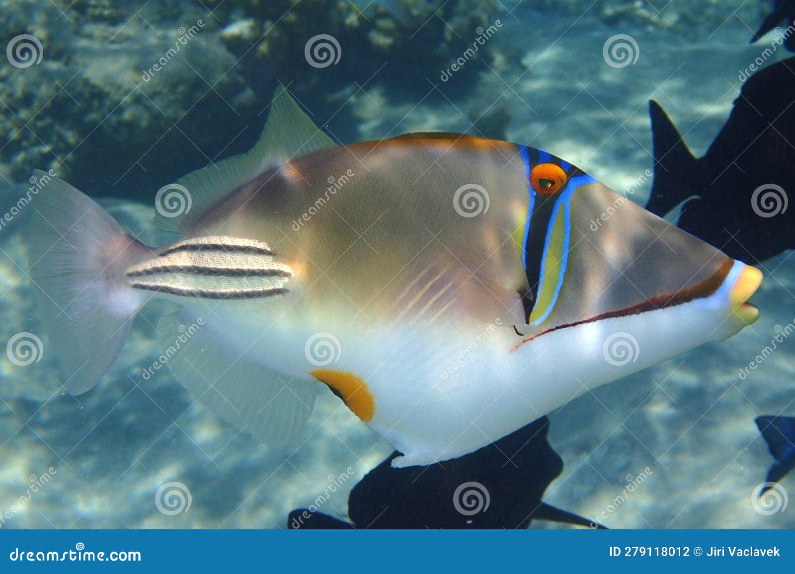 Picasso Fish In Red Sea Royalty-Free Stock Photography | CartoonDealer ...