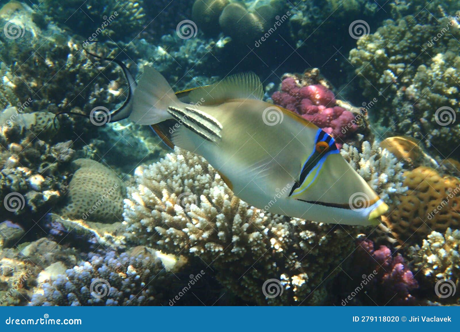 Picasso fish with corals stock photo. Image of ocean - 279118020