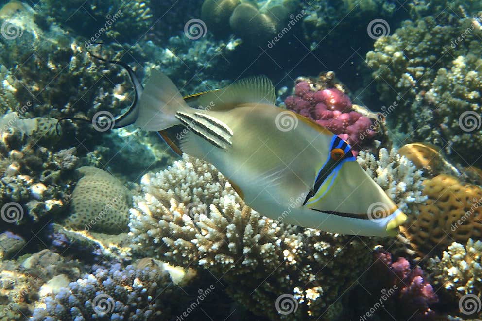 Picasso fish with corals stock photo. Image of ocean - 279118020