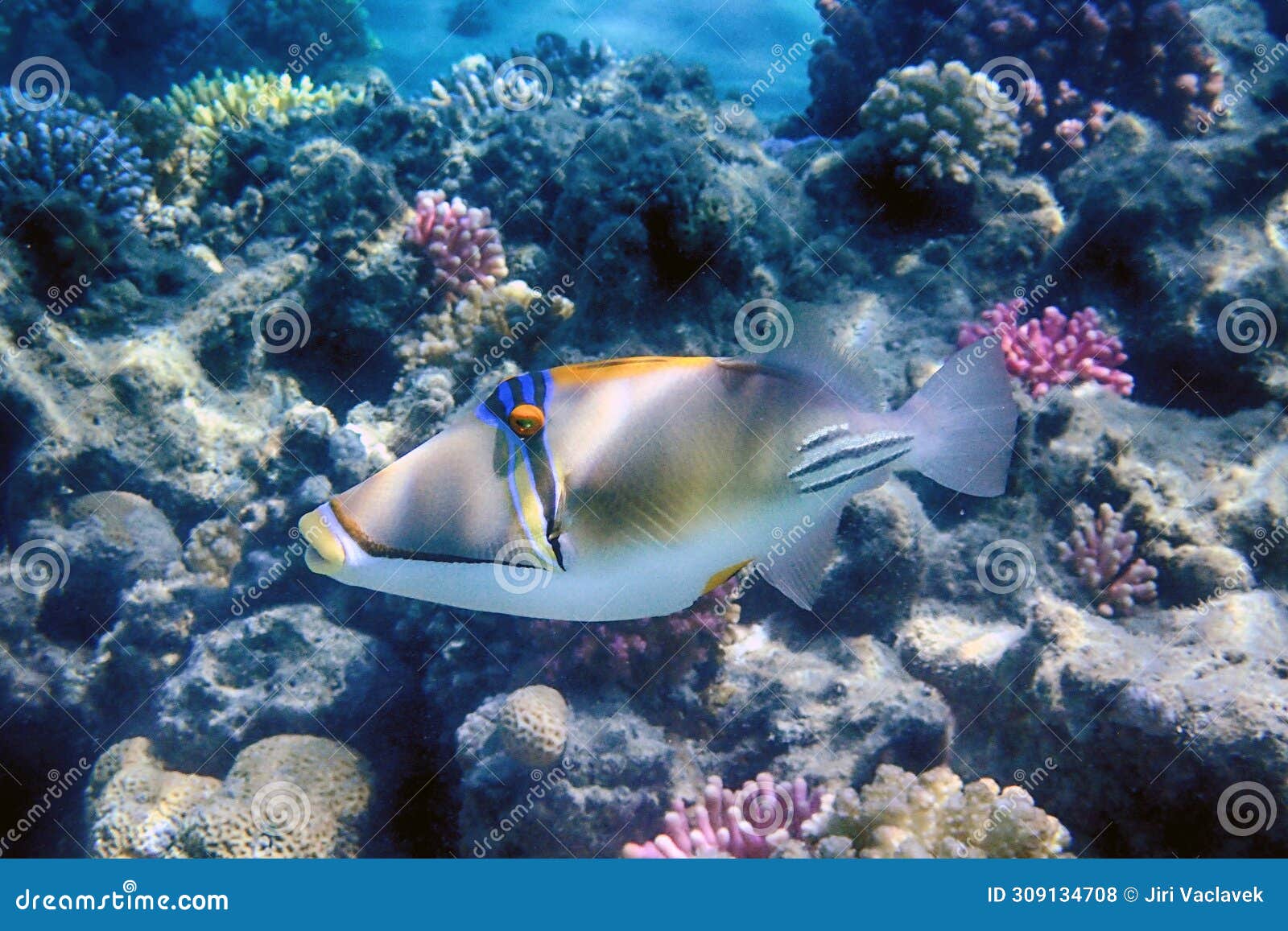 Picasso Fish In Red Sea Royalty-Free Stock Photography | CartoonDealer ...