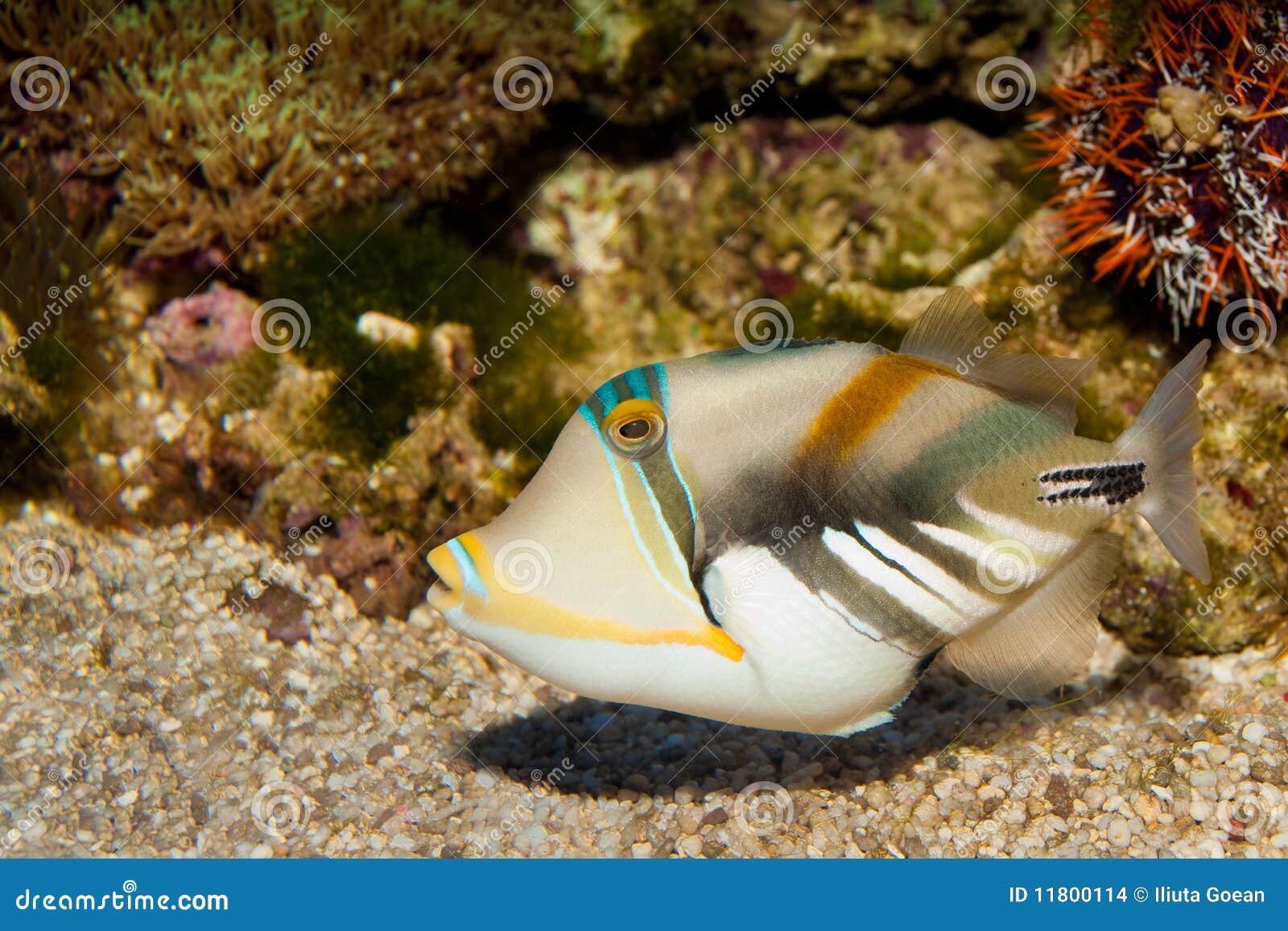 Picasso or Humu Humu Triggerfish Stock Photo - Image of coral ...