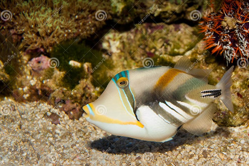 Picasso or Humu Humu Triggerfish Stock Photo - Image of coral ...