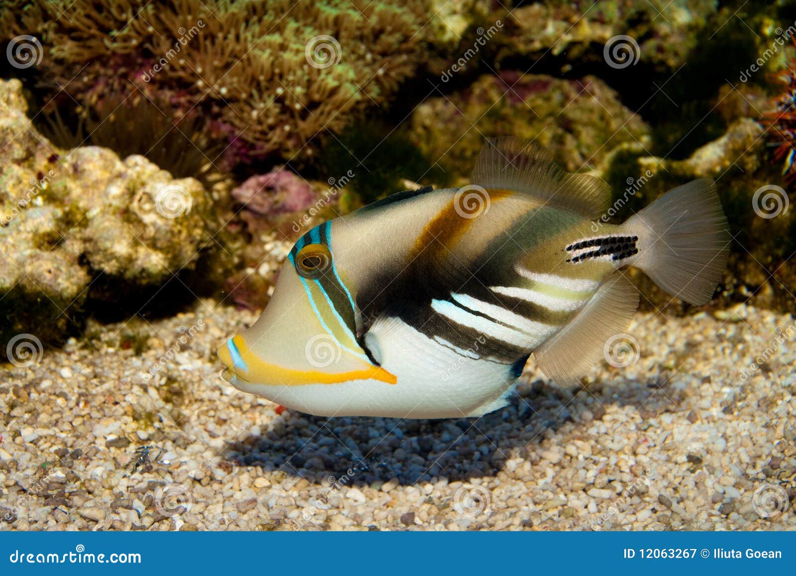 Picasso Ou Triggerfish De Humu Humu Image stock - Image du ...