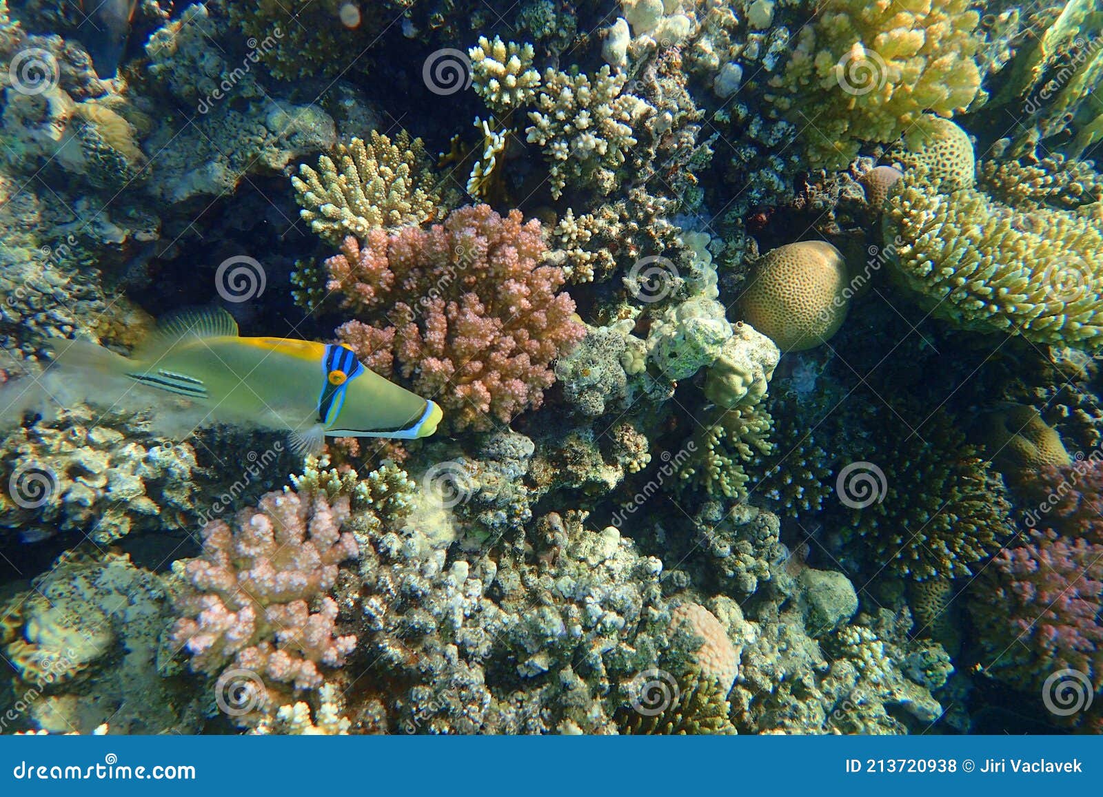 Picasso trigger fish stock photo. Image of water, scuba - 213720938