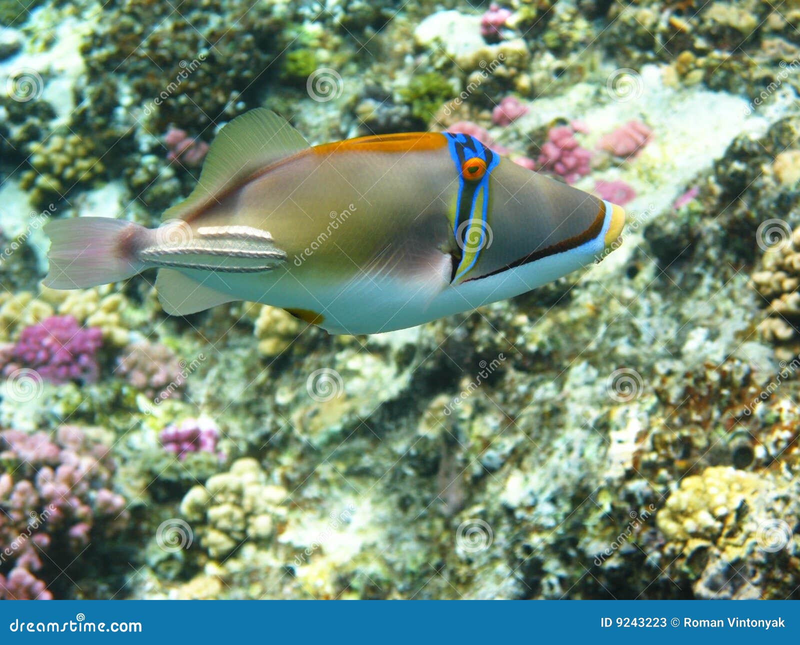 Picasso trigger fish stock image. Image of fauna, marine - 9243223