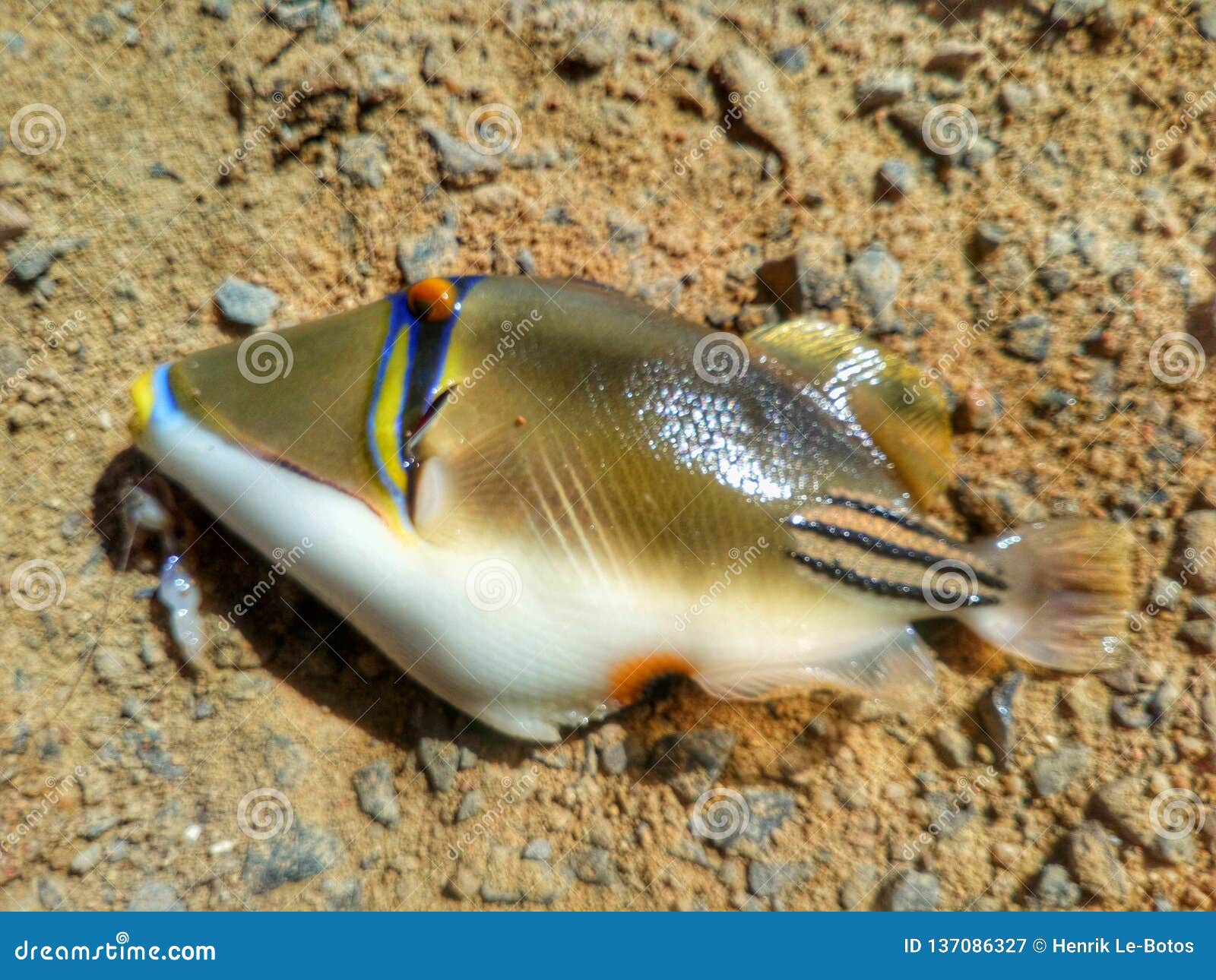Picasso Trigger Fish from the Red Sea Stock Image - Image of caught ...