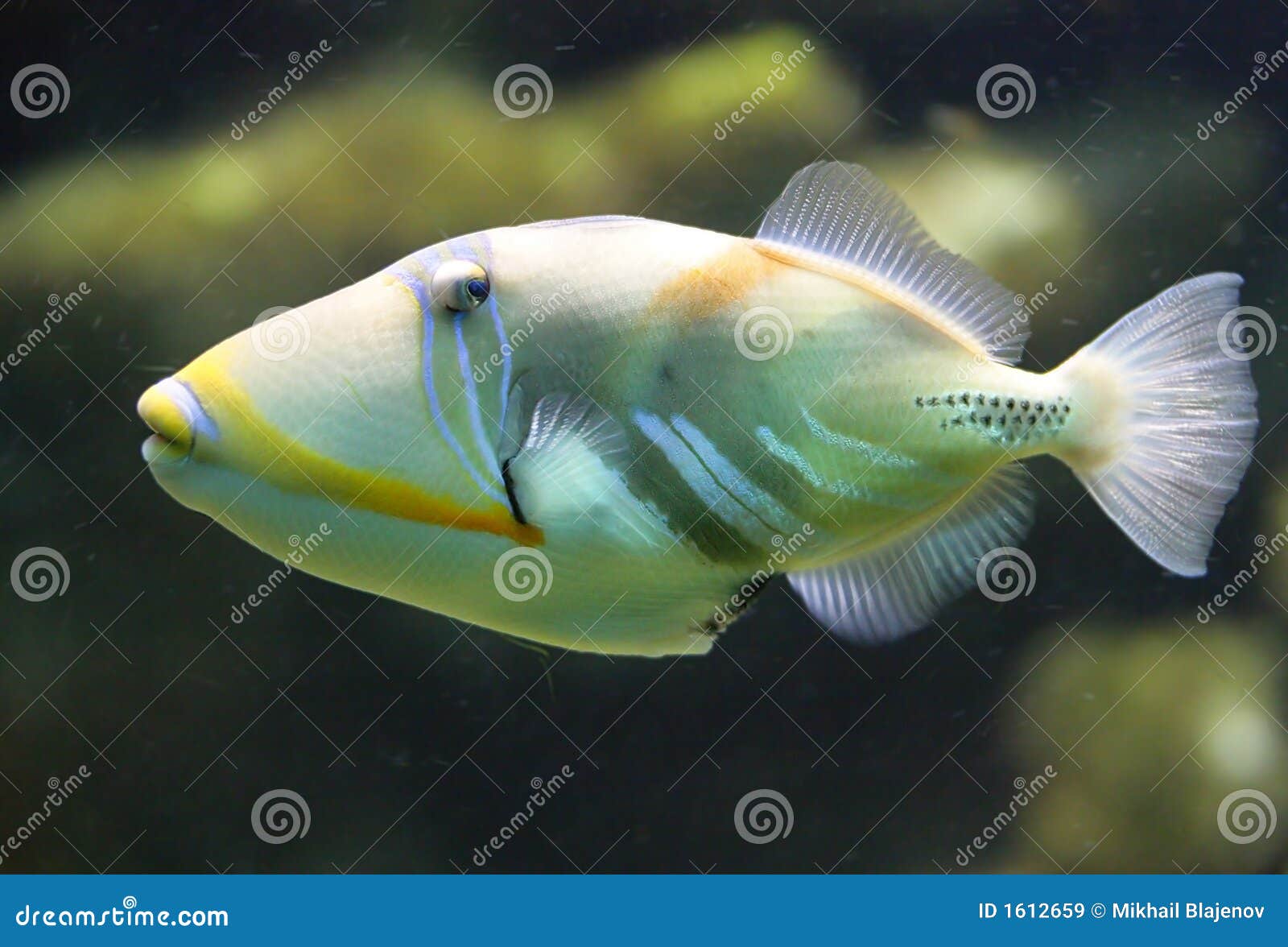 Picasso Triggerfish 3 stock image. Image of cold, marine - 1612659