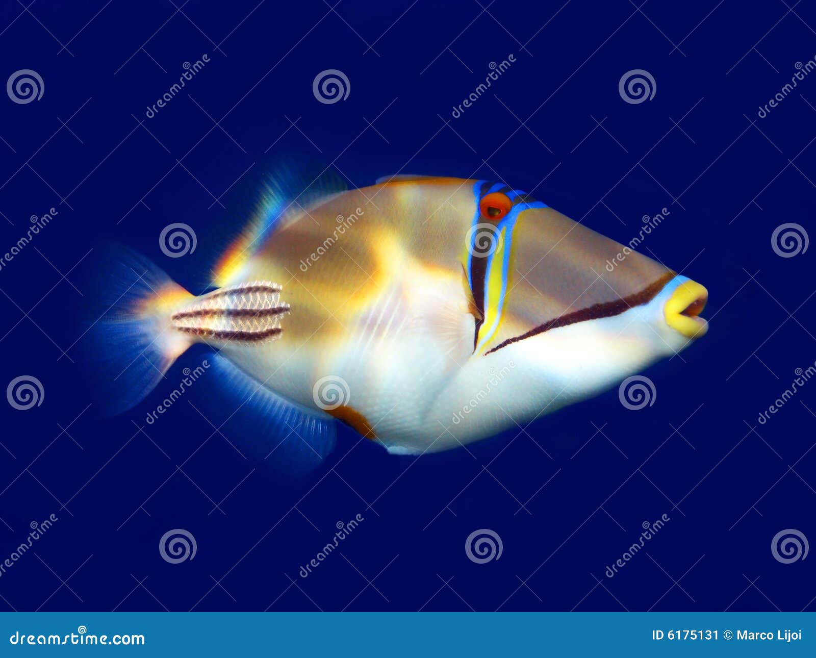 Picasso triggerfish stock image. Image of marine, aquarium - 6175131