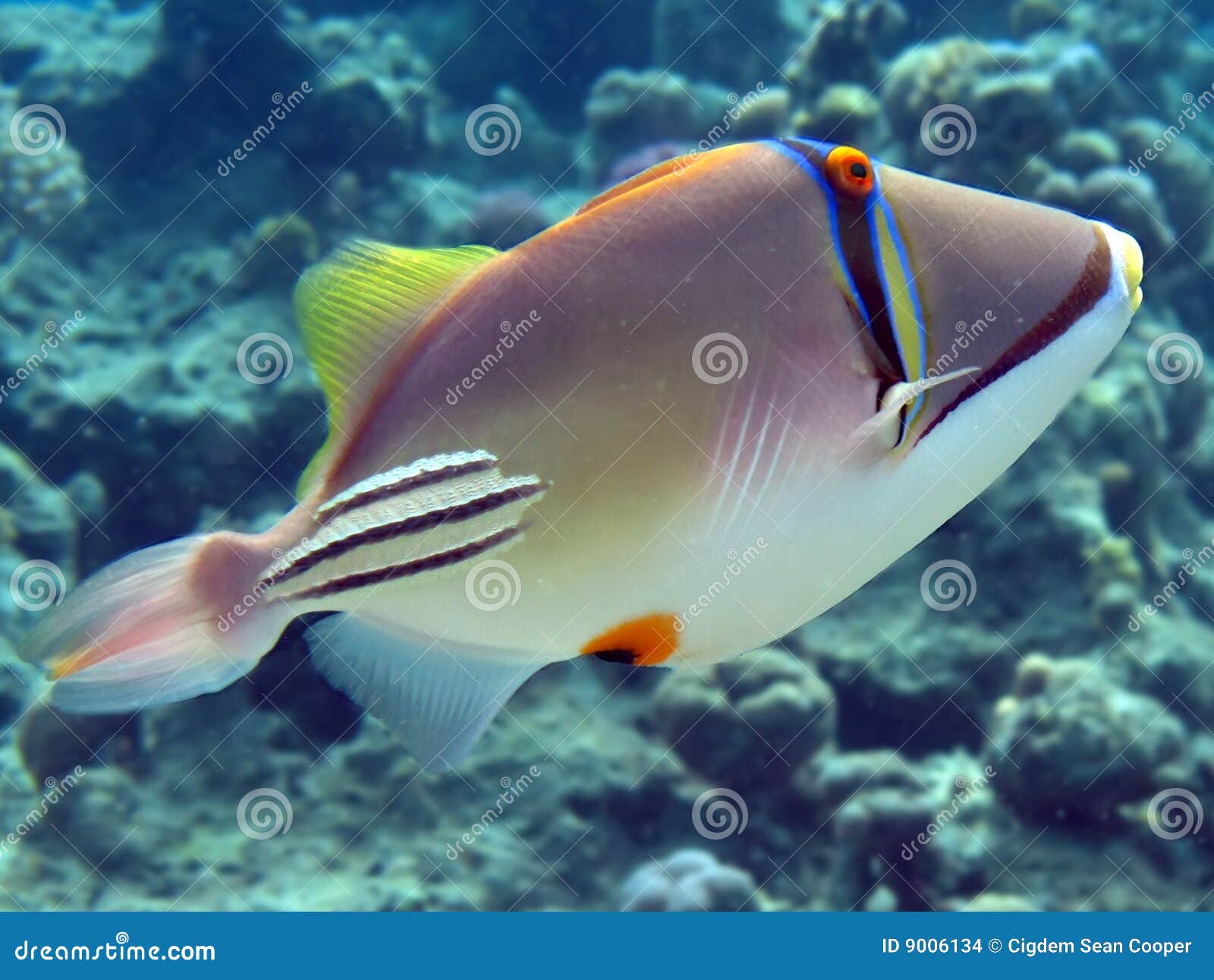 Picasso Triggerfish Stock Photography | CartoonDealer.com #56036348