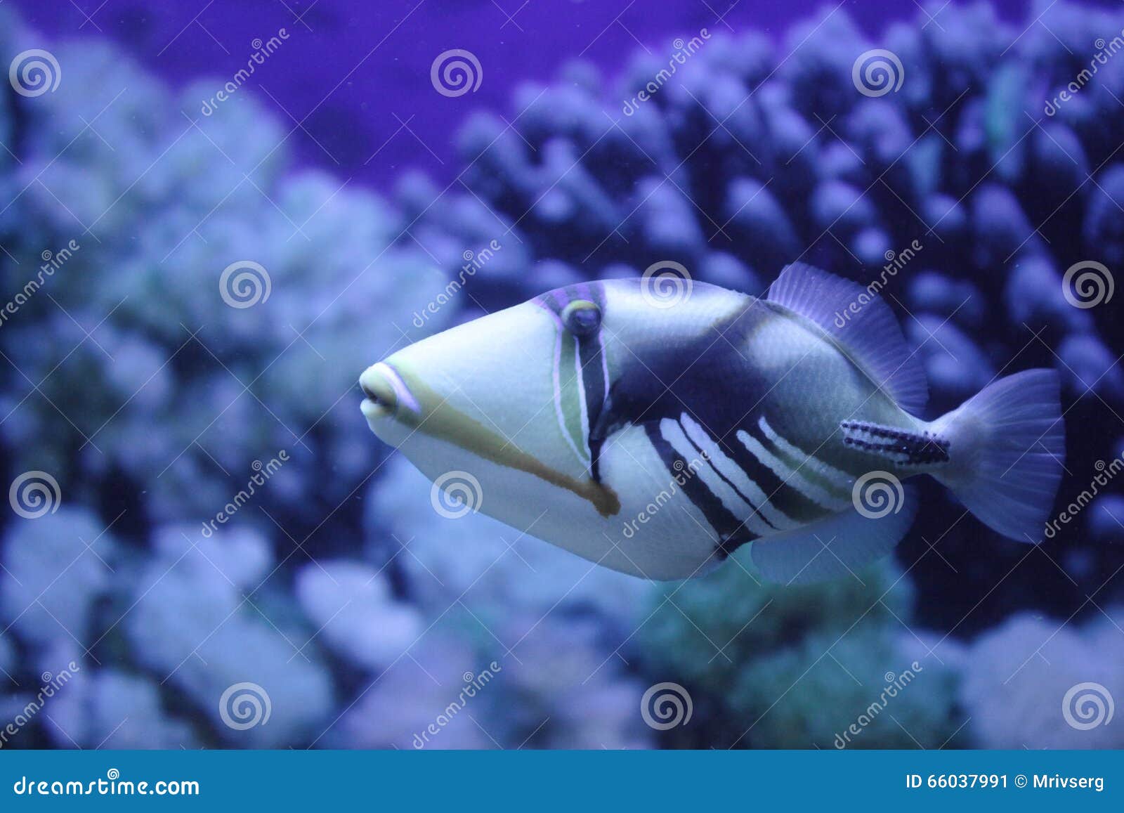 Picasso Or Humu Humu Triggerfish Royalty-Free Stock Photo ...