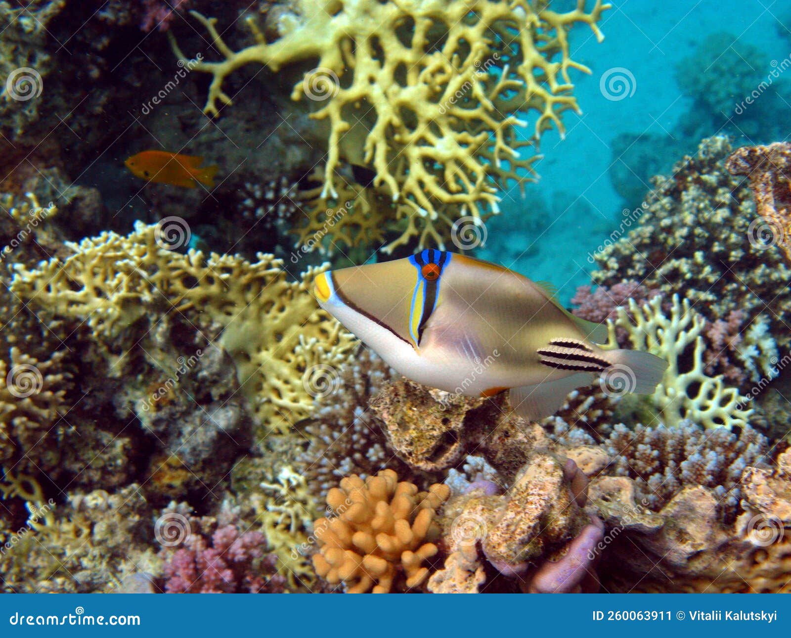 Picasso Triggerfish. Fish - a Type of Bone Fish Osteichthyes Stock ...