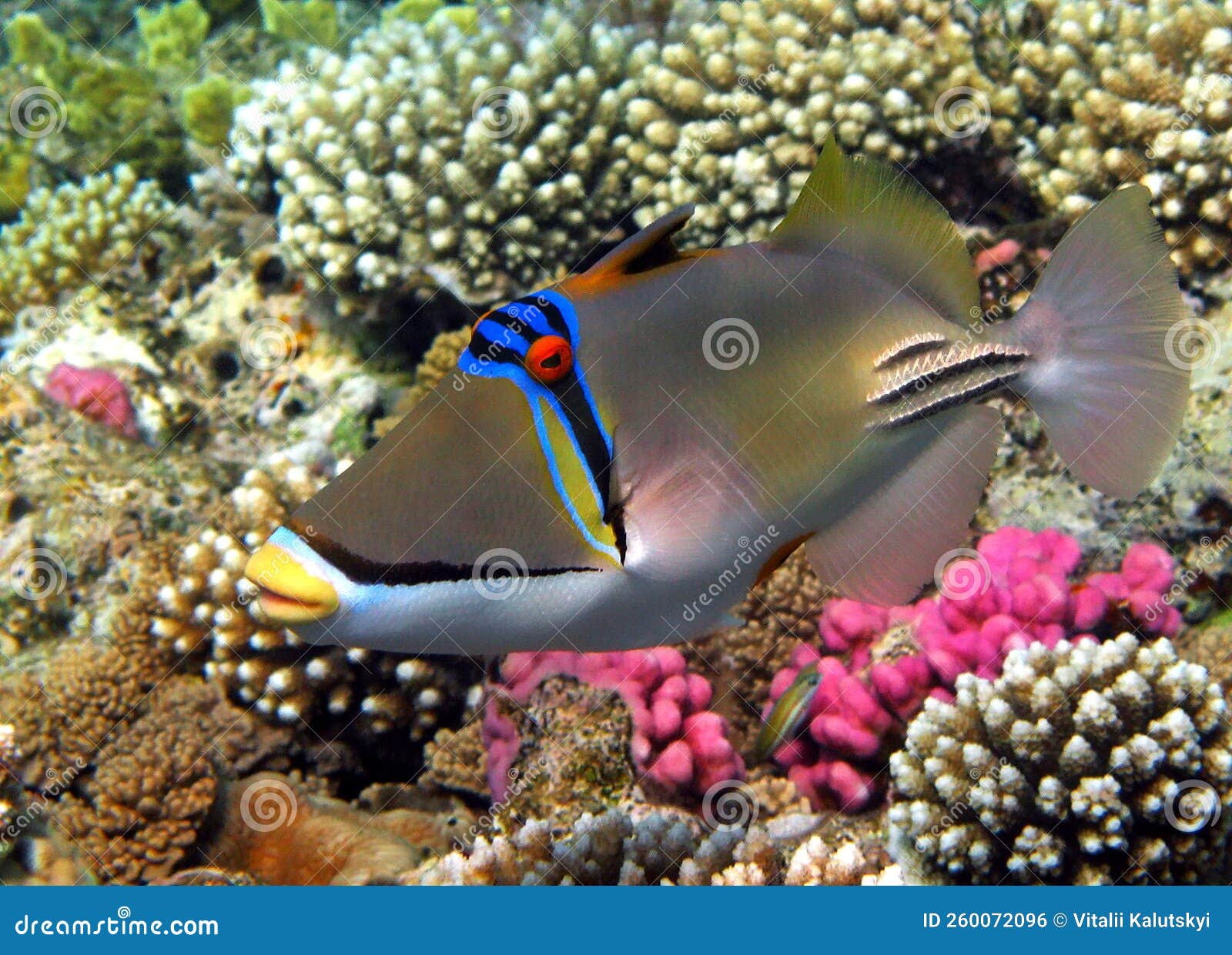 Picasso Triggerfish. Fish - a Type of Bone Fish Osteichthyes Stock ...