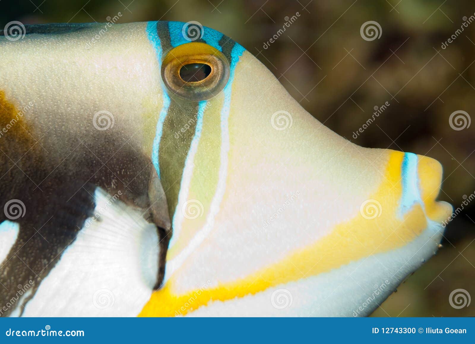 Picasso Or Humu Humu Triggerfish Royalty-Free Stock Photo ...