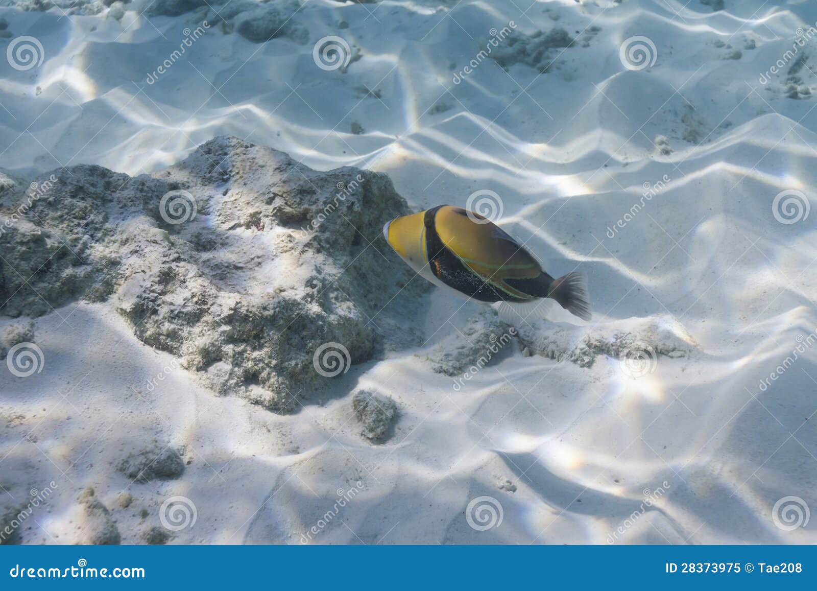 Picasso Or Humu Humu Triggerfish Royalty-Free Stock Photo ...