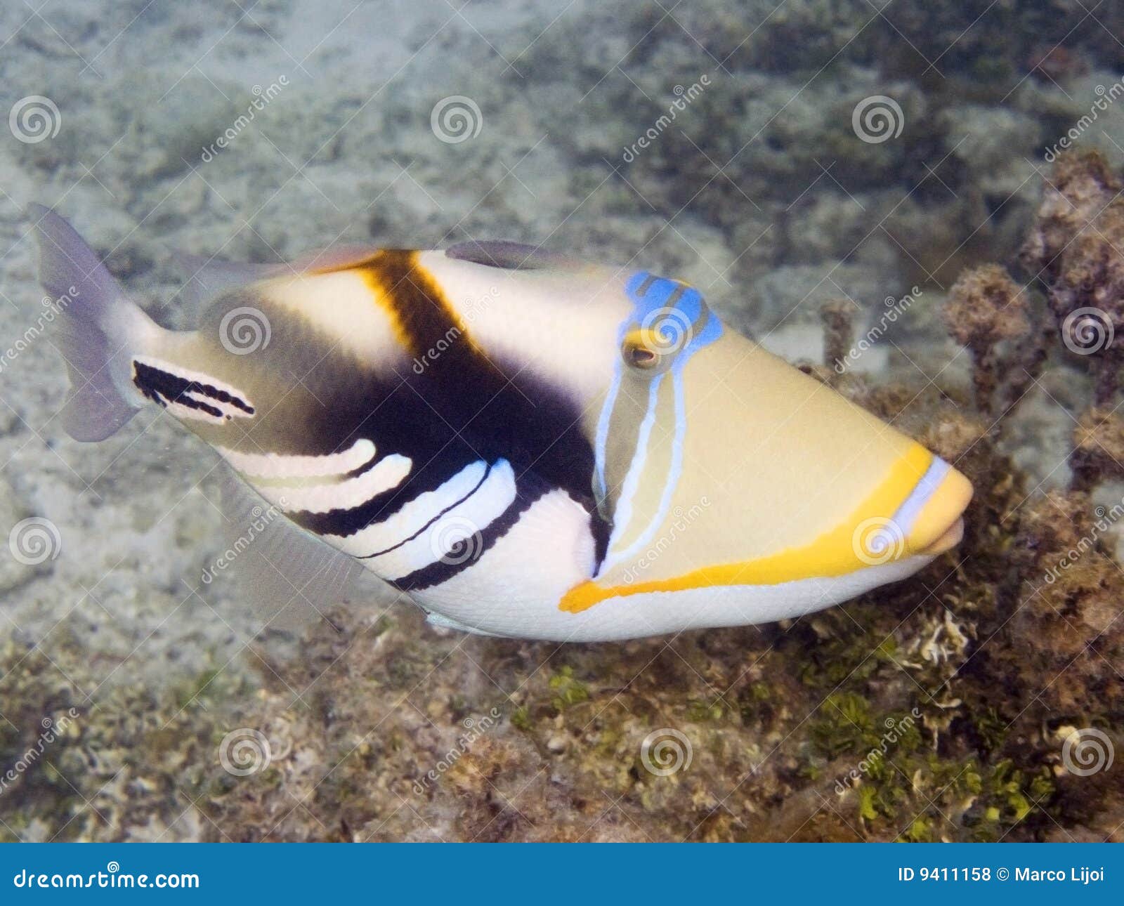 Picasso Triggerfish in Tikehau Stock Photo - Image of coral, reef: 9411158