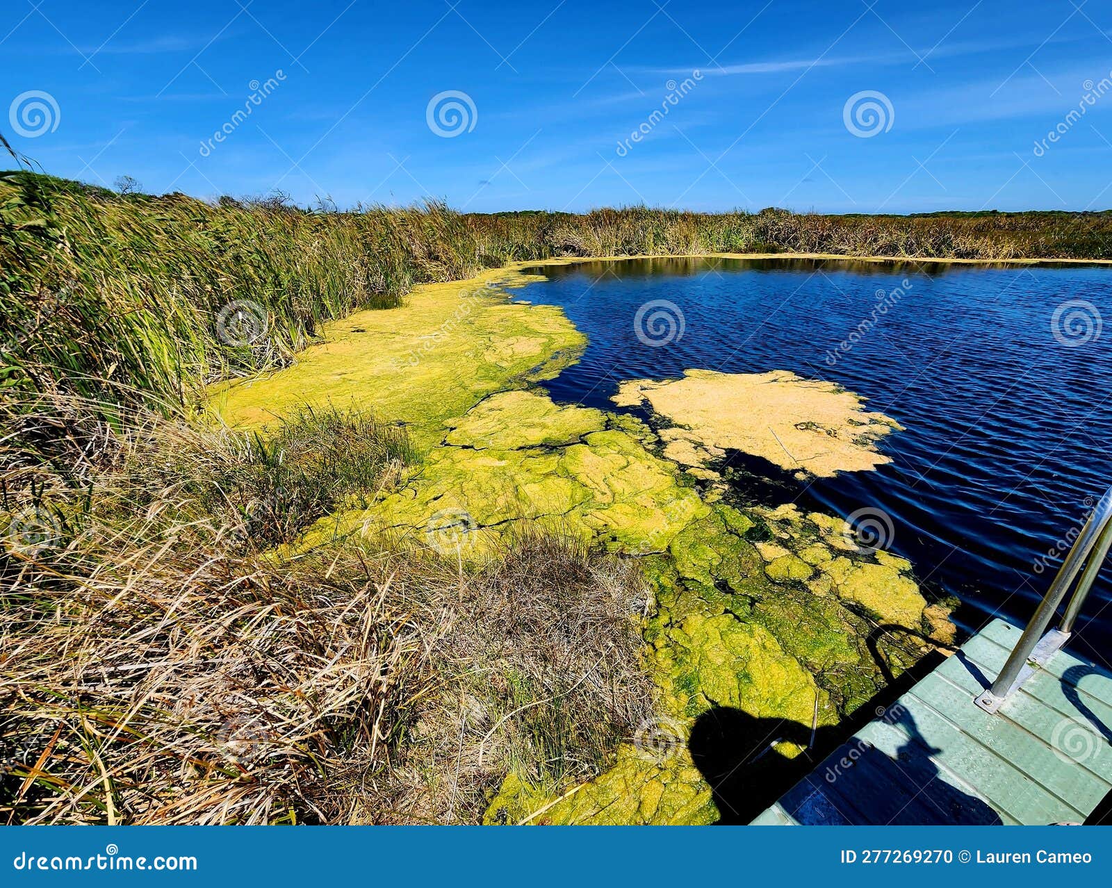 Piccaninnie Ponds with Algae Stock Photo - Image of landscape, shore ...