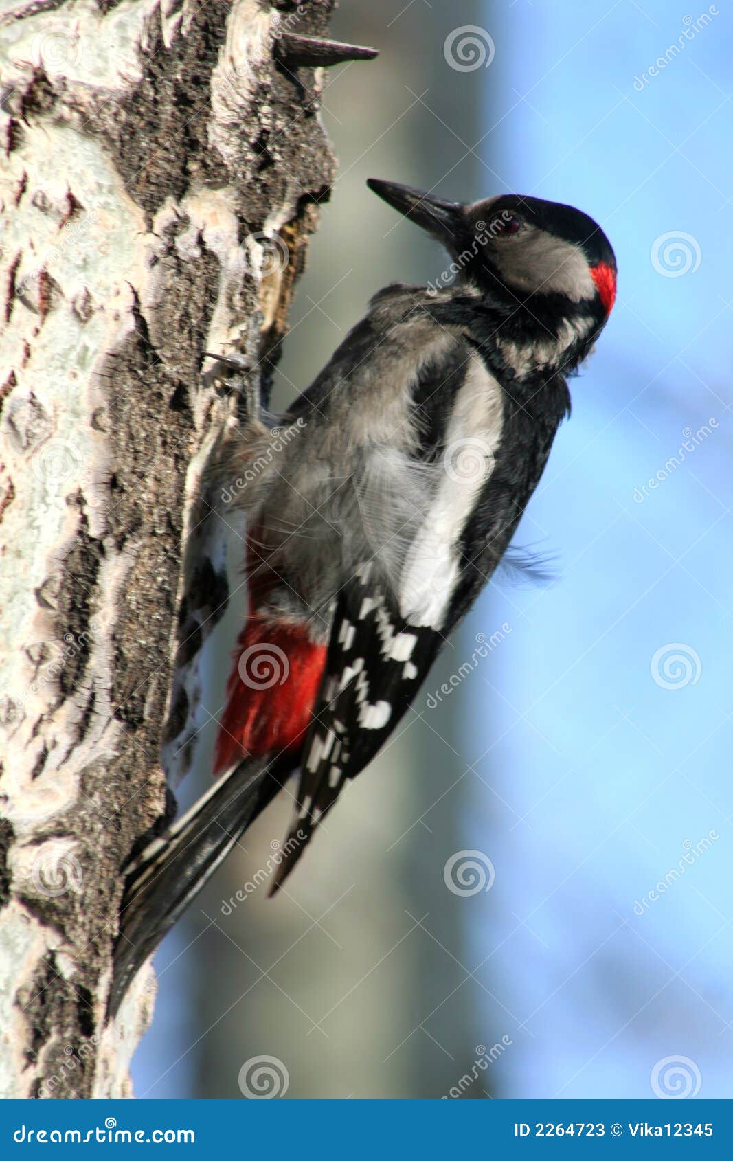 Picchio immagine stock. Immagine di rosso, nave, uccello - 2264723